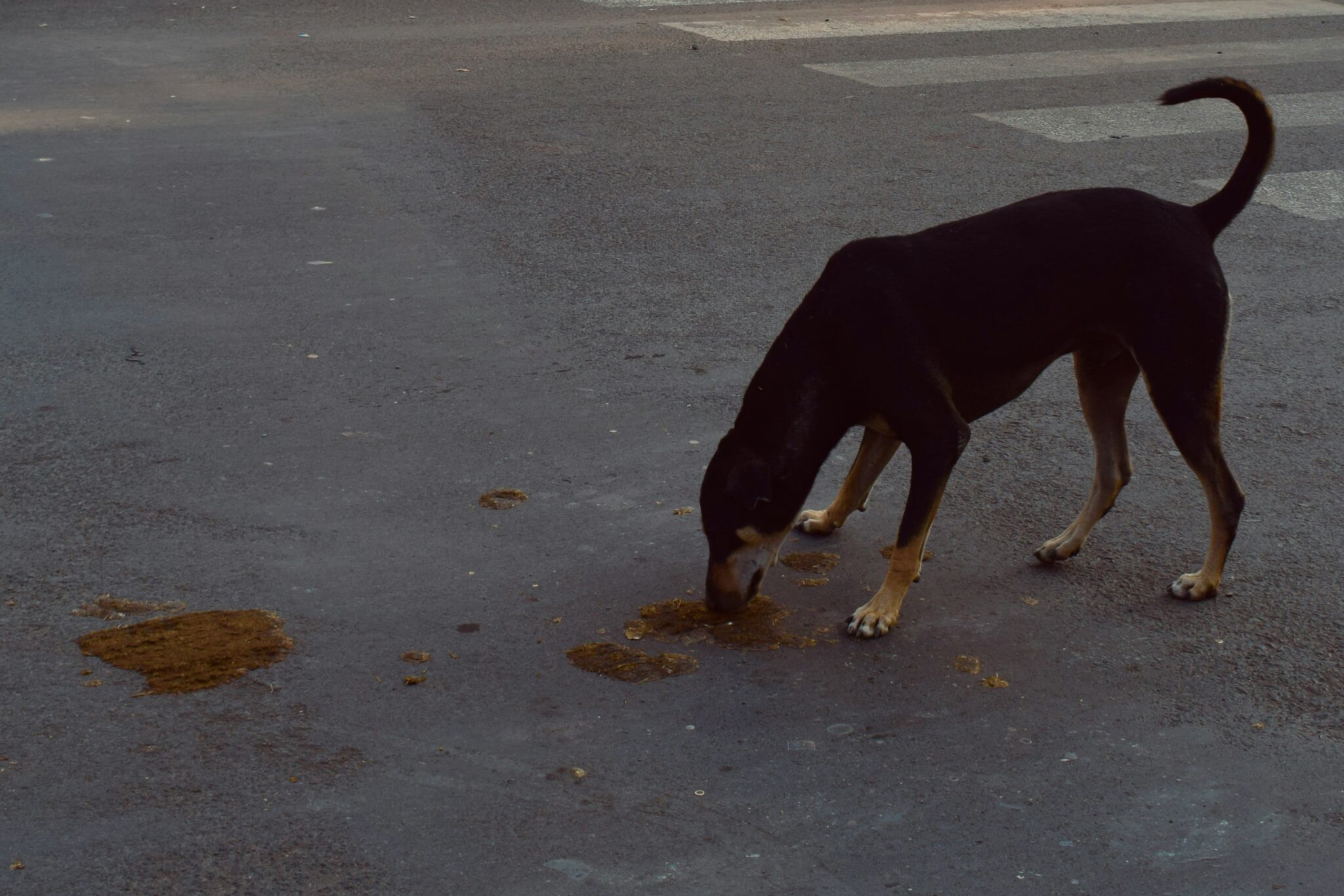 Waarom eet mijn hond poep? - De HuisdierenExpert